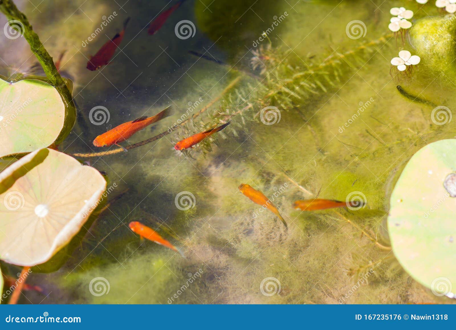 Orange Saltwater Fish Pictures