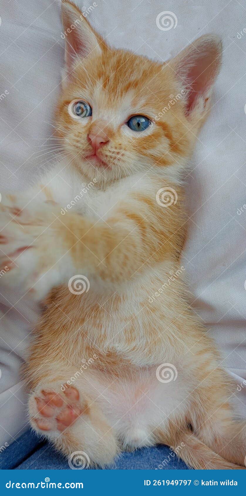 Cute orange kitten stock image. Image of adorable, orange - 261949797