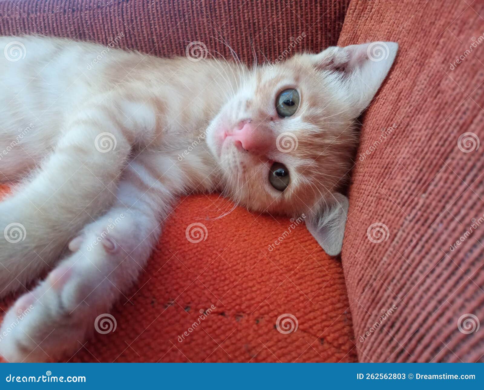 Cute Orange Kitten stock image. Image of cute, kitten - 262562803