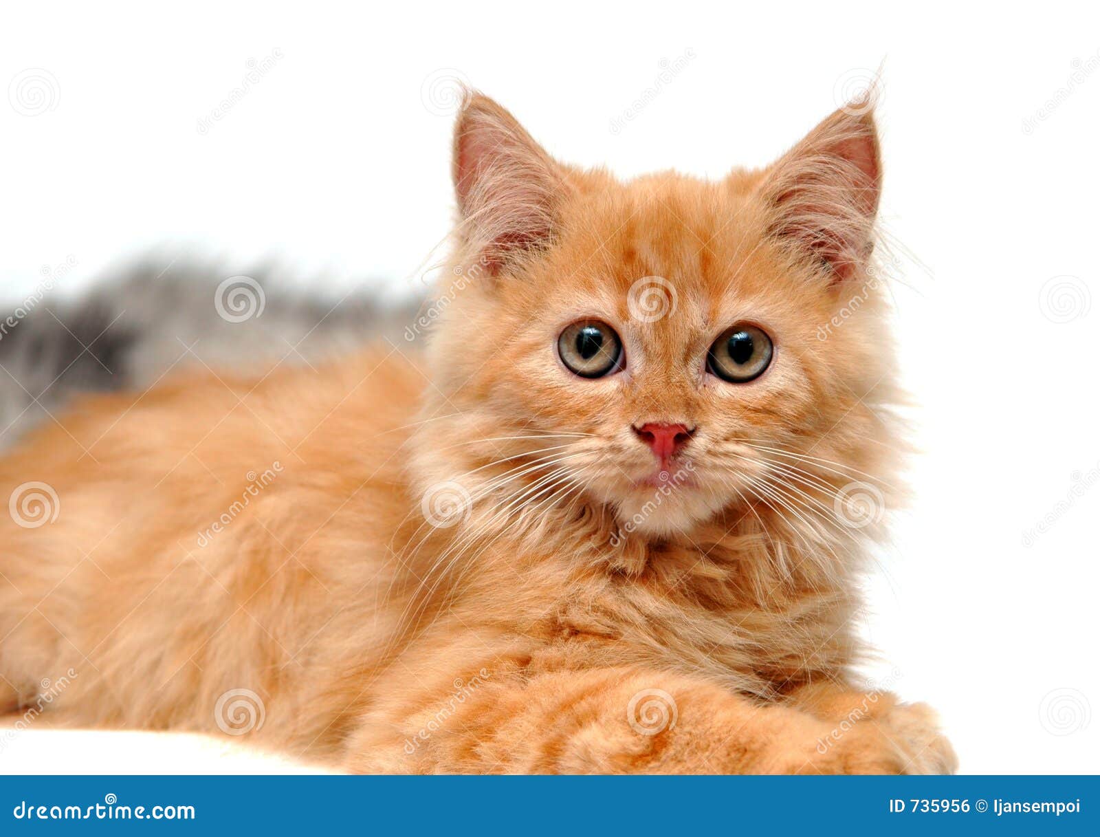 Cute orange kitten stock photo. Image of house, nature - 735956