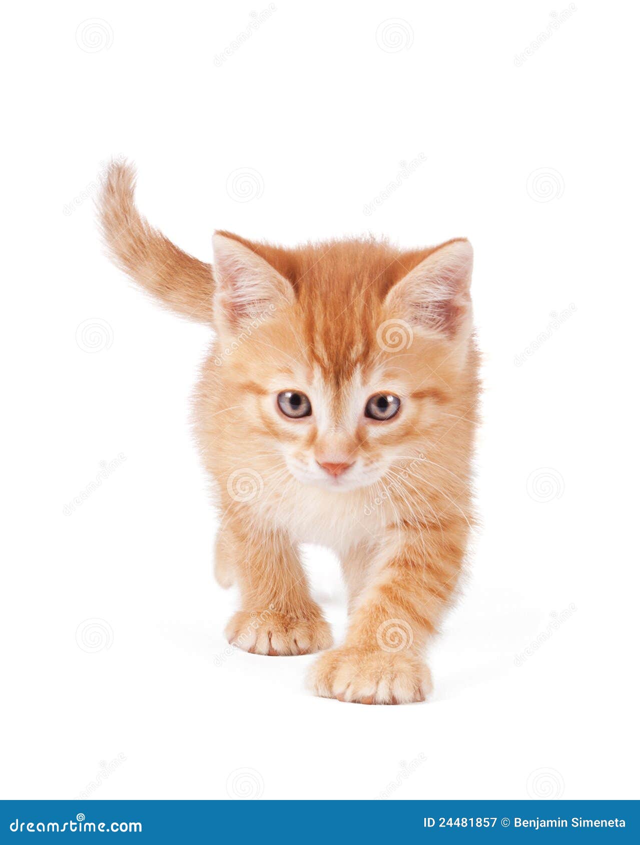 Cute Orange Teenager One Year Old Cat With Short Stumpy Tail Sleeping ...