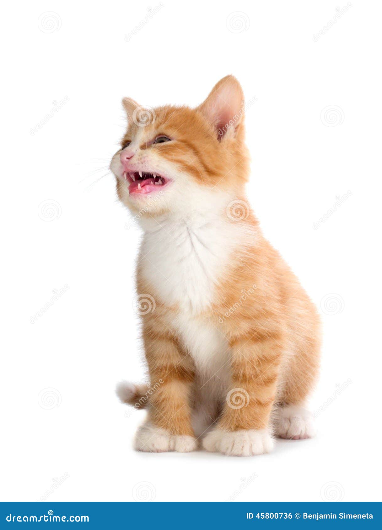 Cute Orange Kitten Meowing on White Background Stock Photo - Image of ...