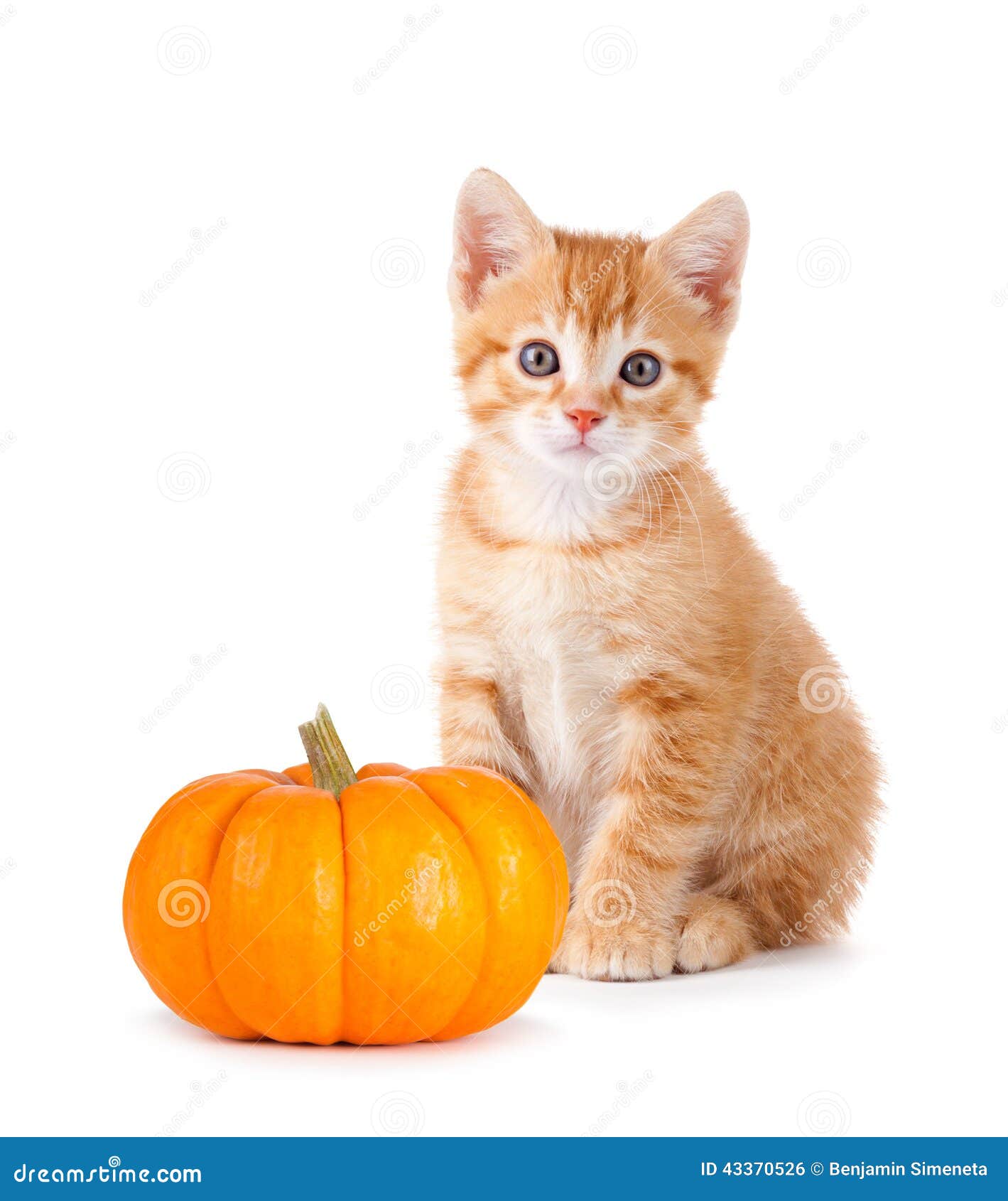 Cute Orange Kitten with Mini Pumpkin on White. Stock Photo - Image of ...