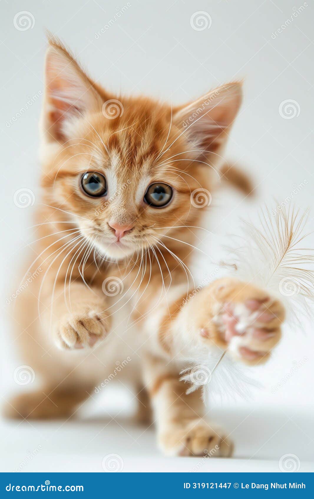 A Cute Orange Kitten is Playing with a Feather Stock Image - Image of ...