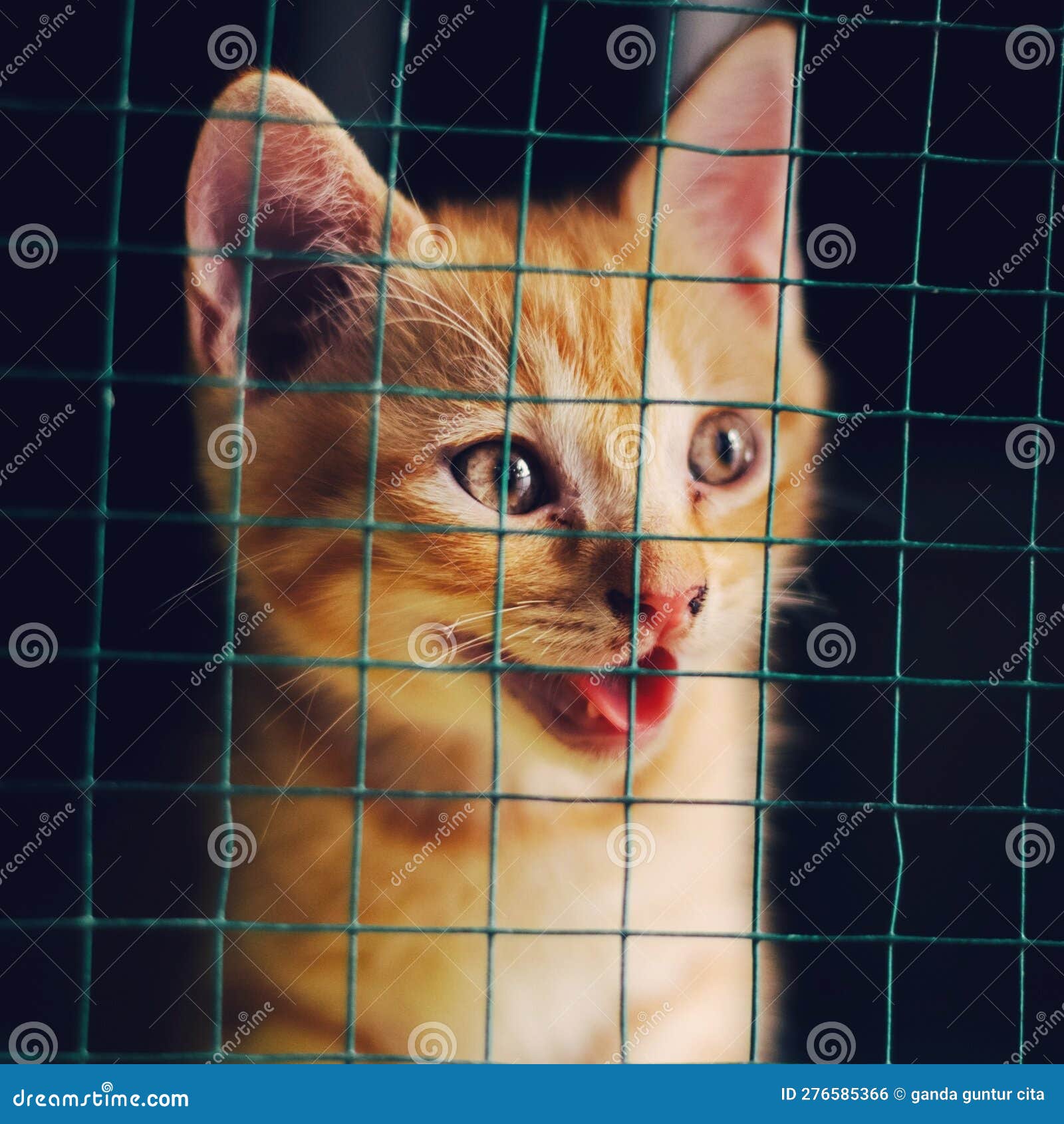 Cute Orange Kitten Pull Out it Thounge in the Cage Stock Photo - Image ...