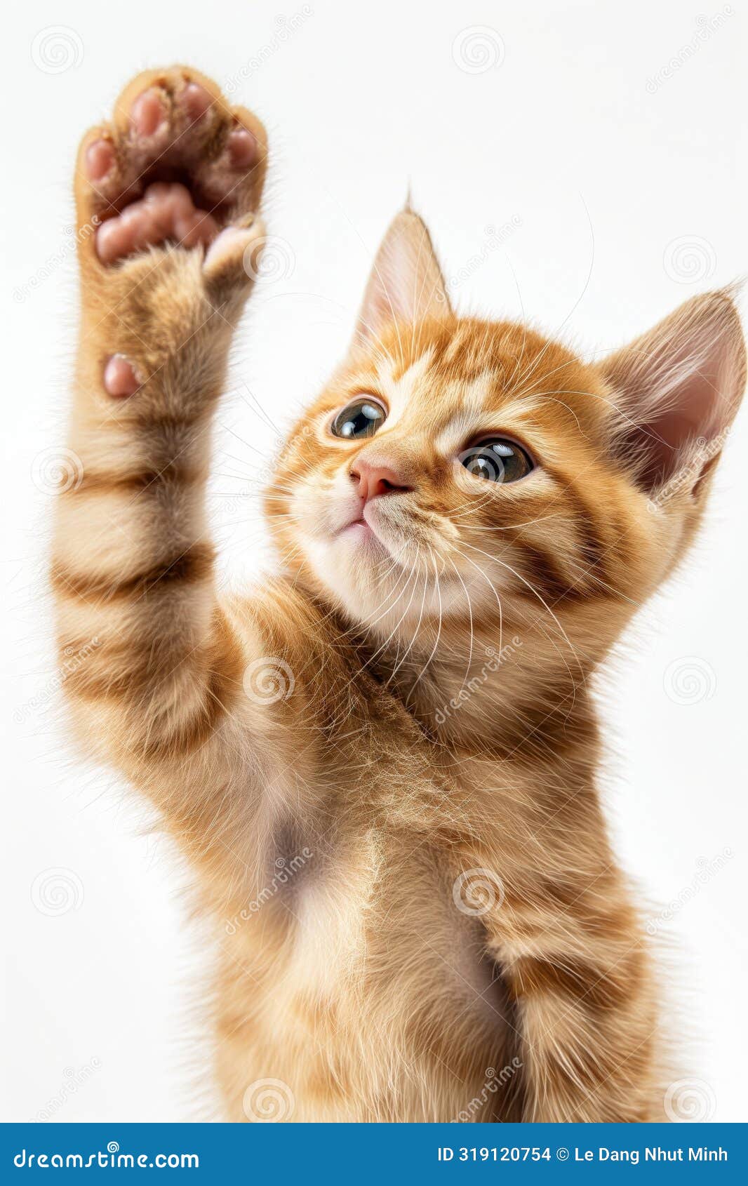 A Cute Orange Kitten is Waving Its Paw at the Camera Stock Photo ...