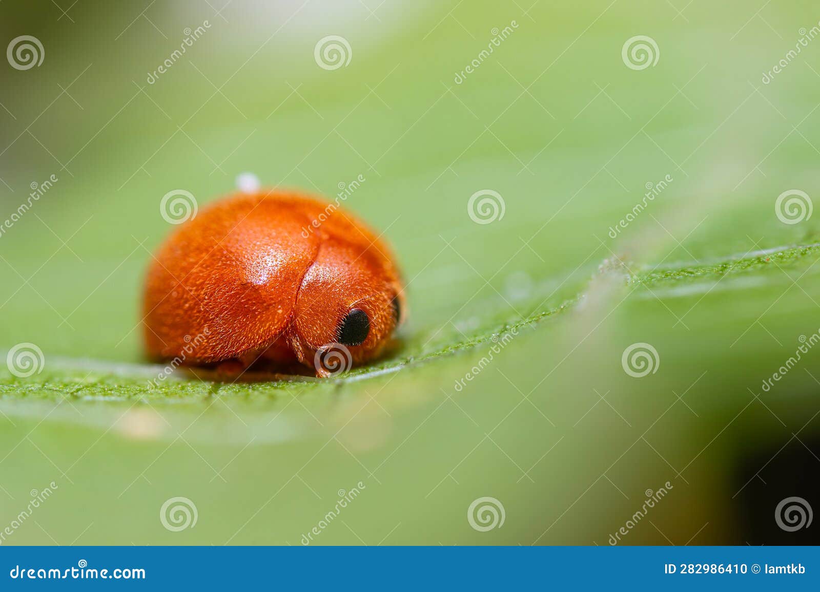 Cute orange ladybugs stock photo. Image of foliage, insect - 282986410