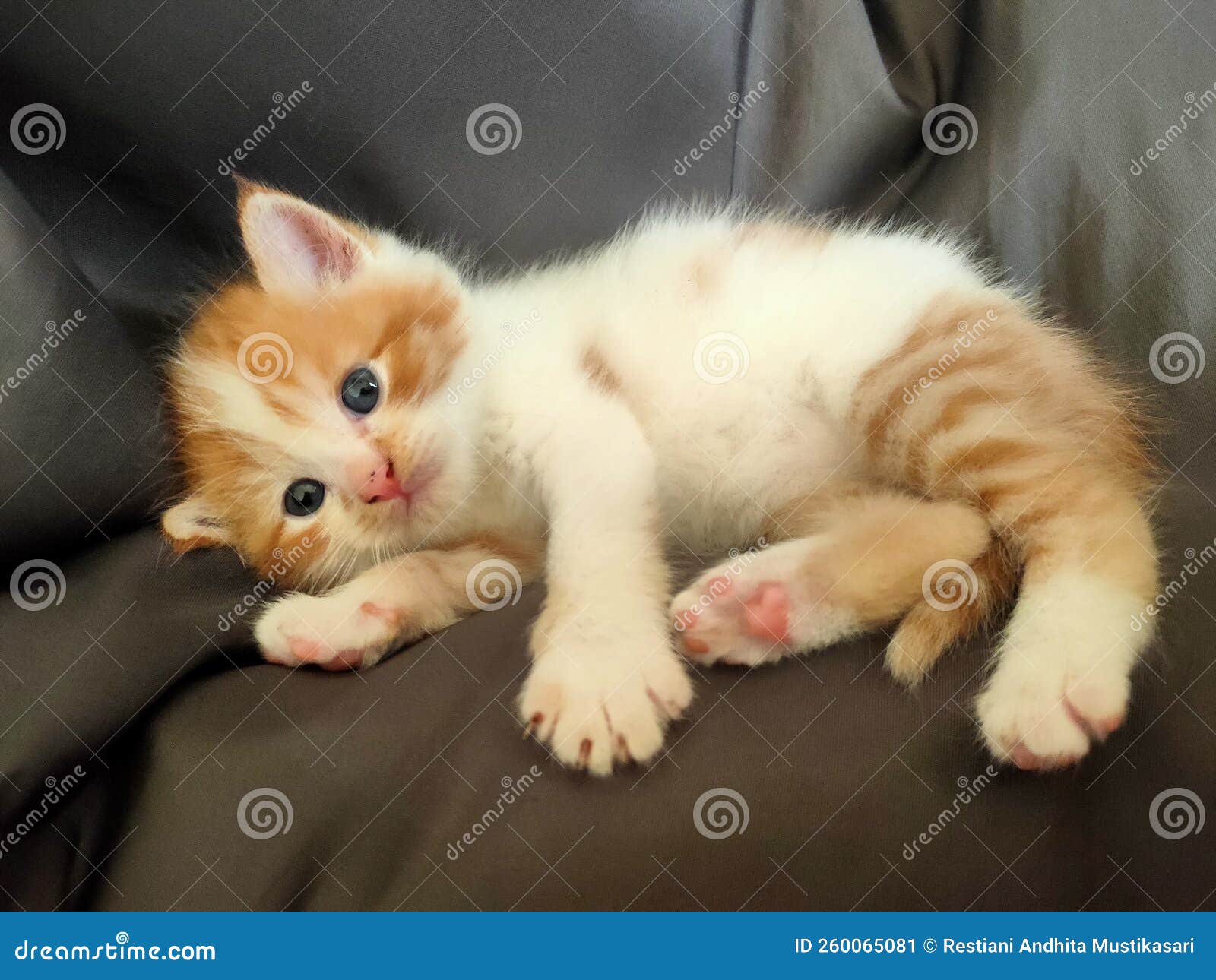 Cute orange little cat stock image. Image of snout, carnivore - 260065081