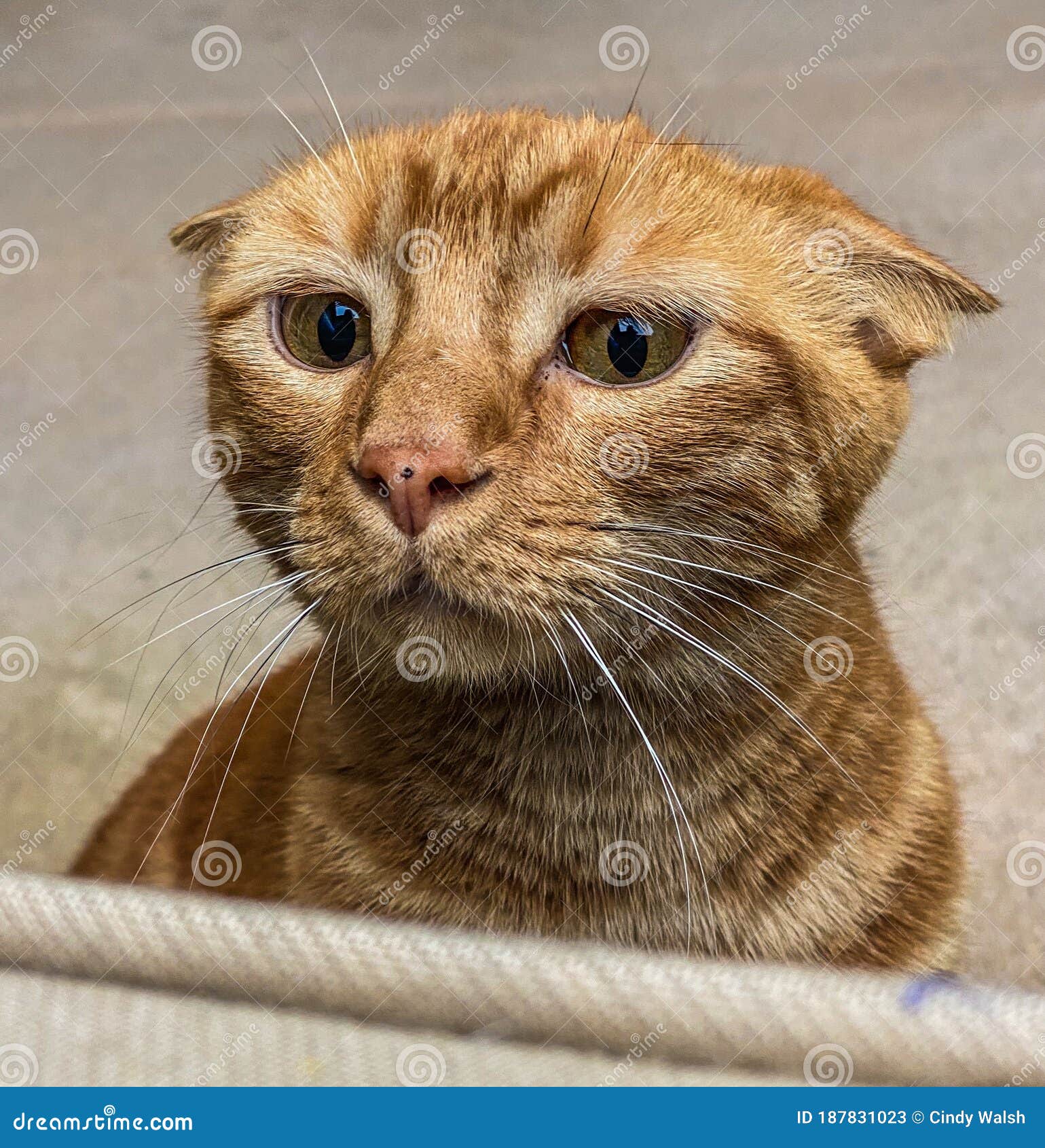 Cute orange tabby cat stock image. Image of couch, curiousity - 187831023
