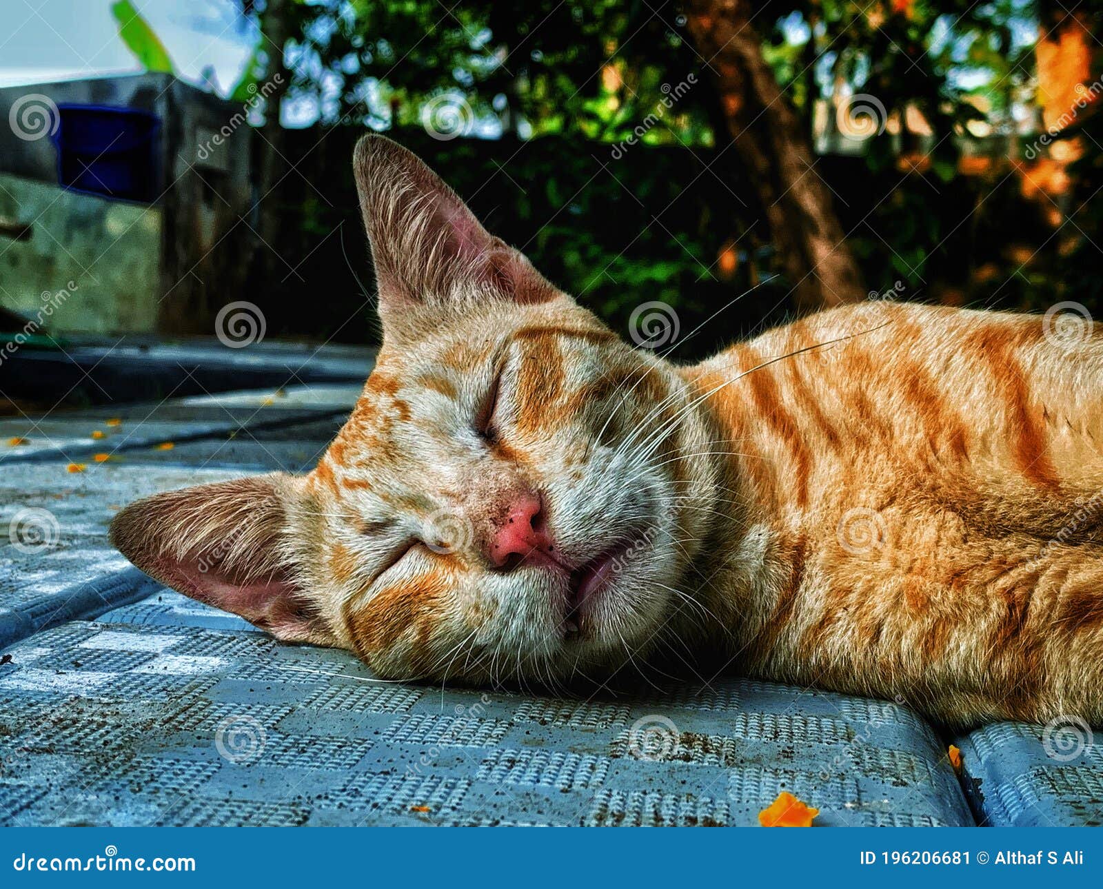 Cute orange tabby cat stock image. Image of tabby, orange - 196206681
