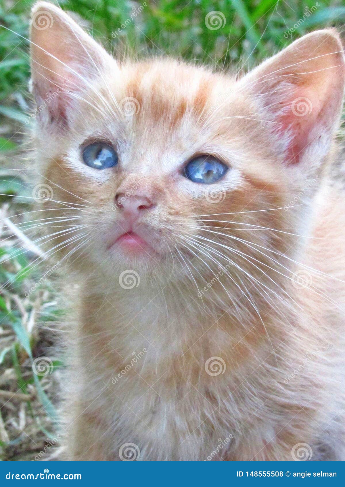 Cute Orange Tabby Cat Kitten Stock Photo - Image of cute, tabby: 148555508