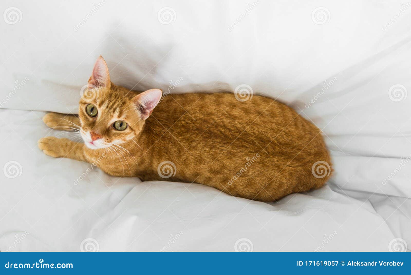 Cute Orange Tabby Cat Sitting Against White Background. Stock Image ...