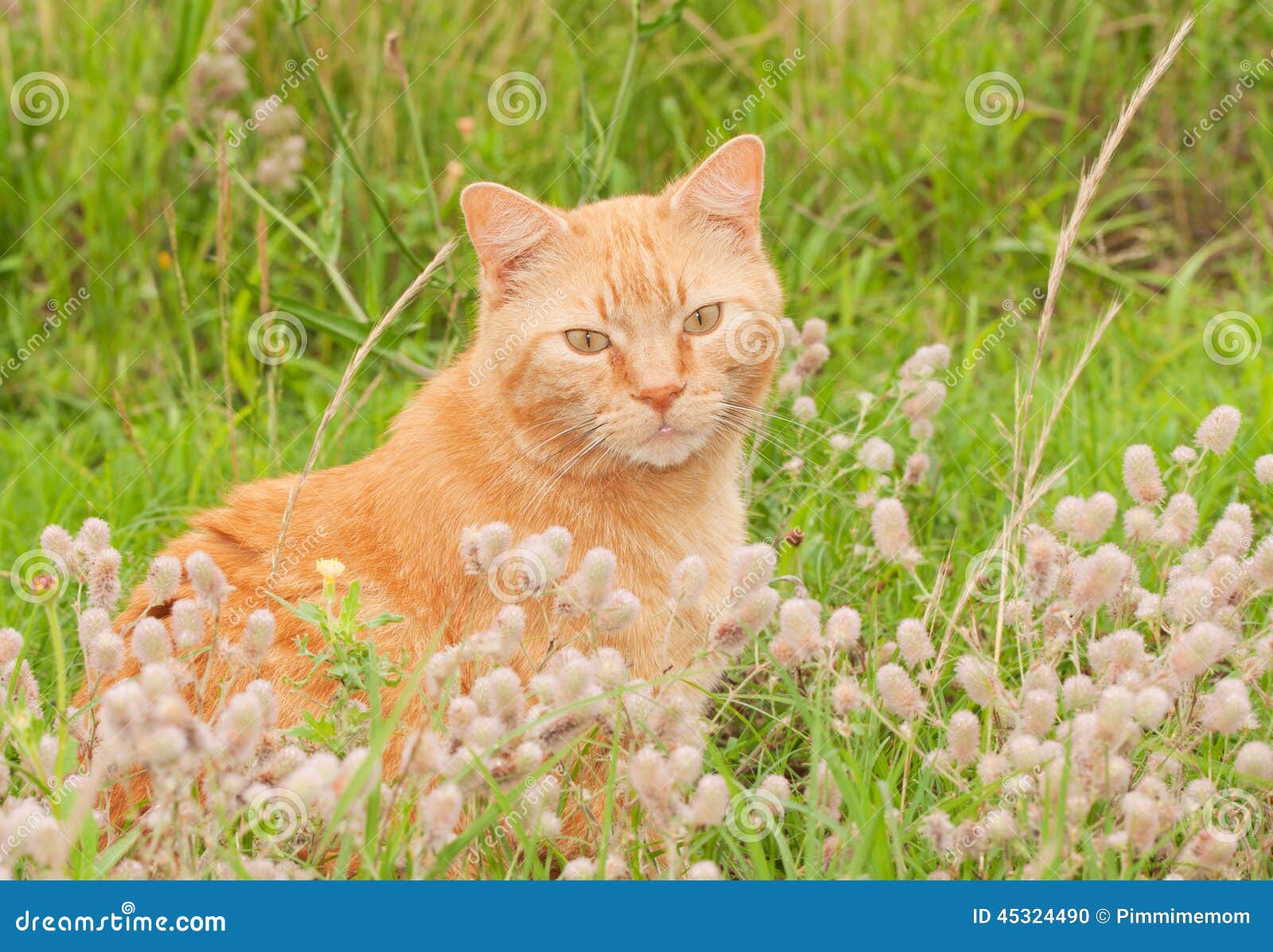 Cute Orange Tabby Cat Sitting in Tall Grass Stock Photo - Image of ...