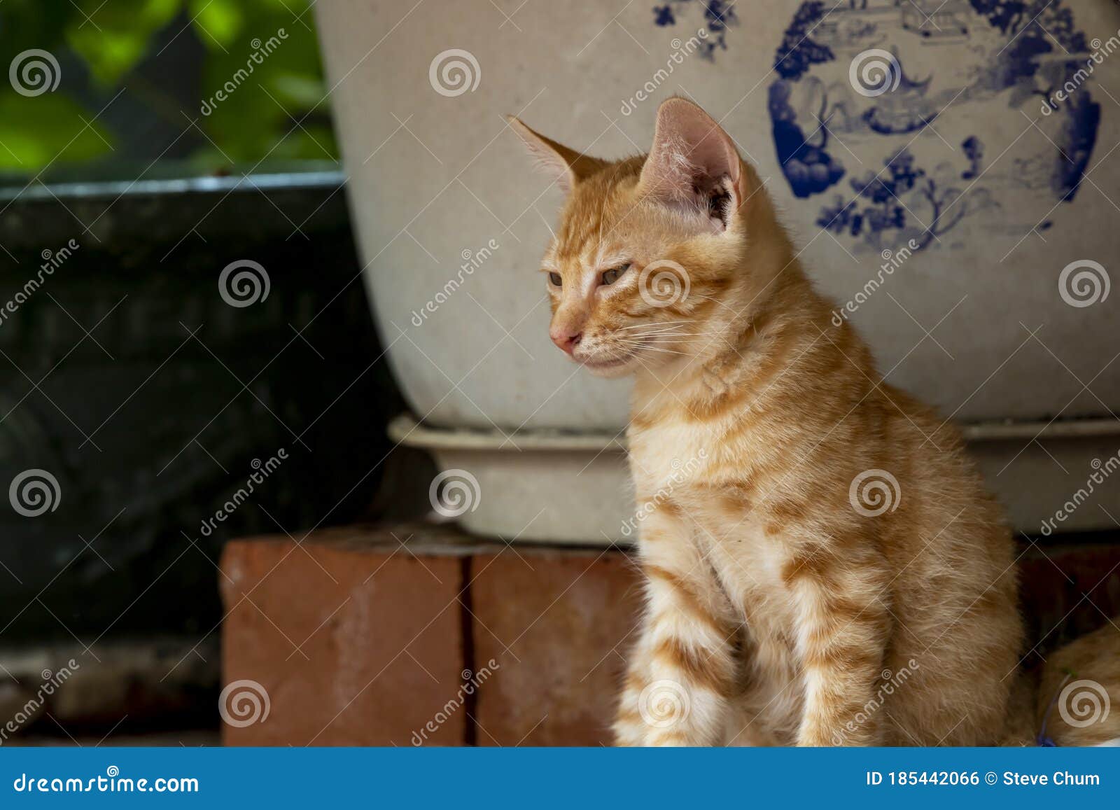 A cute orange tiger cat stock photo. Image of kitten - 185442066