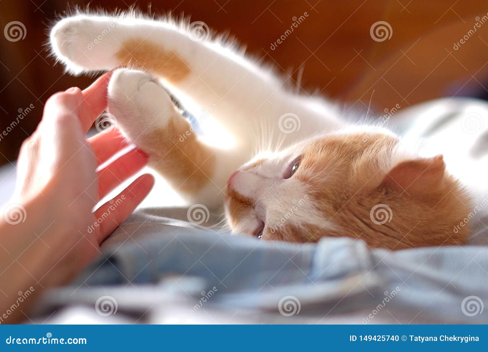 Cute Orange and White Cat Touching Human Hand Stock Photo - Image of ...