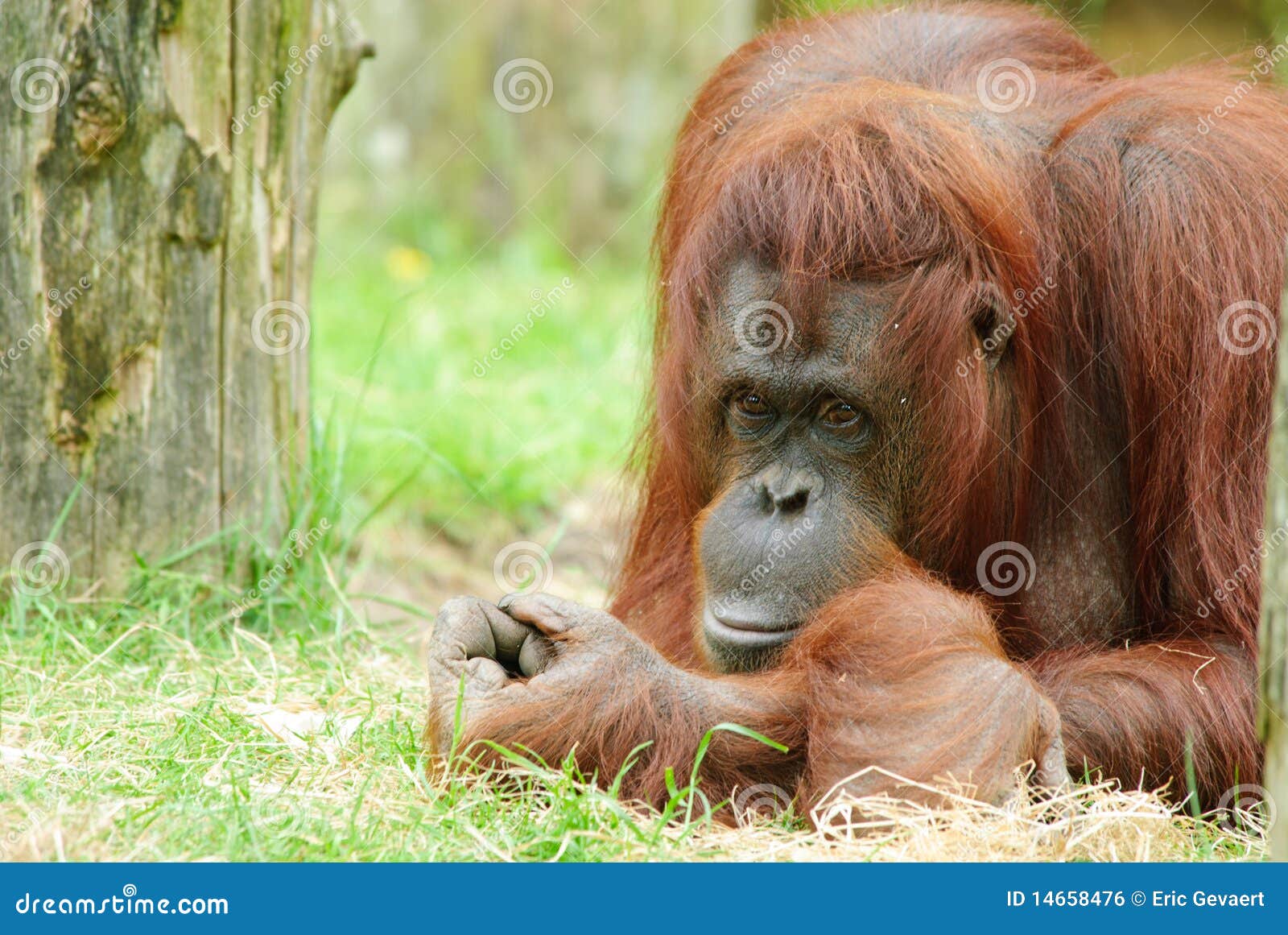 Cute Orangutan Picture. Image: 14658476