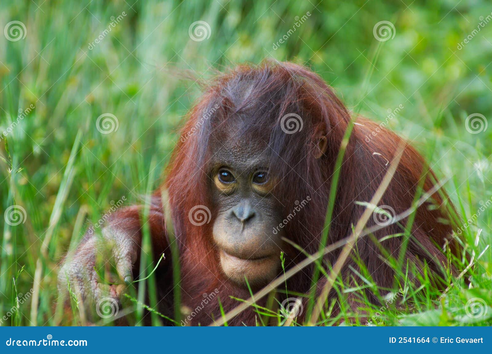 Cute orangutan stock photo. Image of juvenile, expressive - 2541664