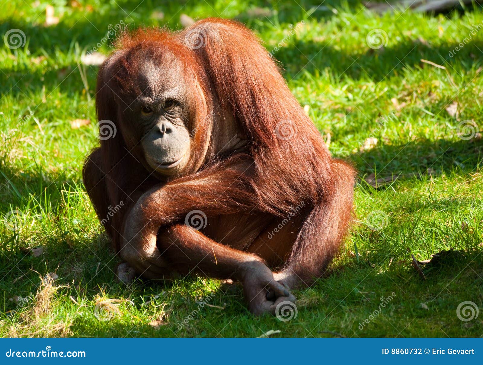 Cute orangutan stock photo. Image of jungle, primate, face - 8860732