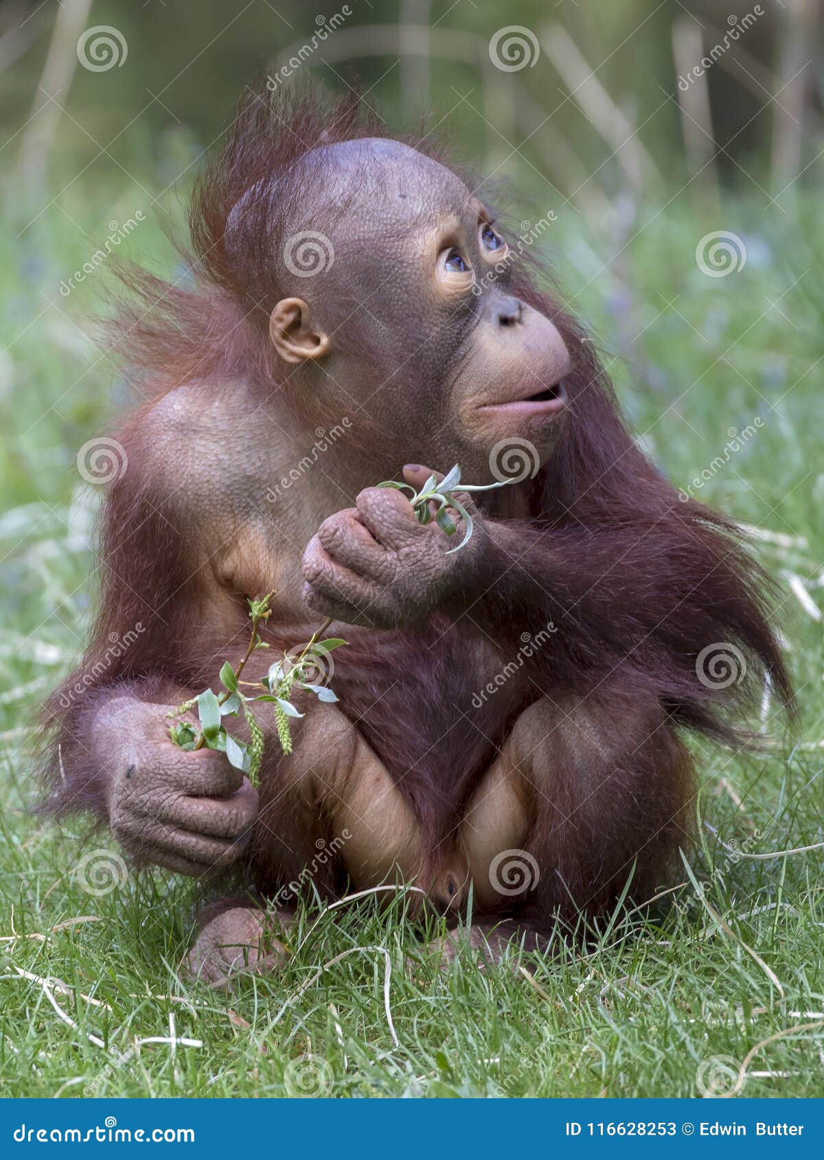 Cute Orangutan baby stock image. Image of kalimantan - 116628253