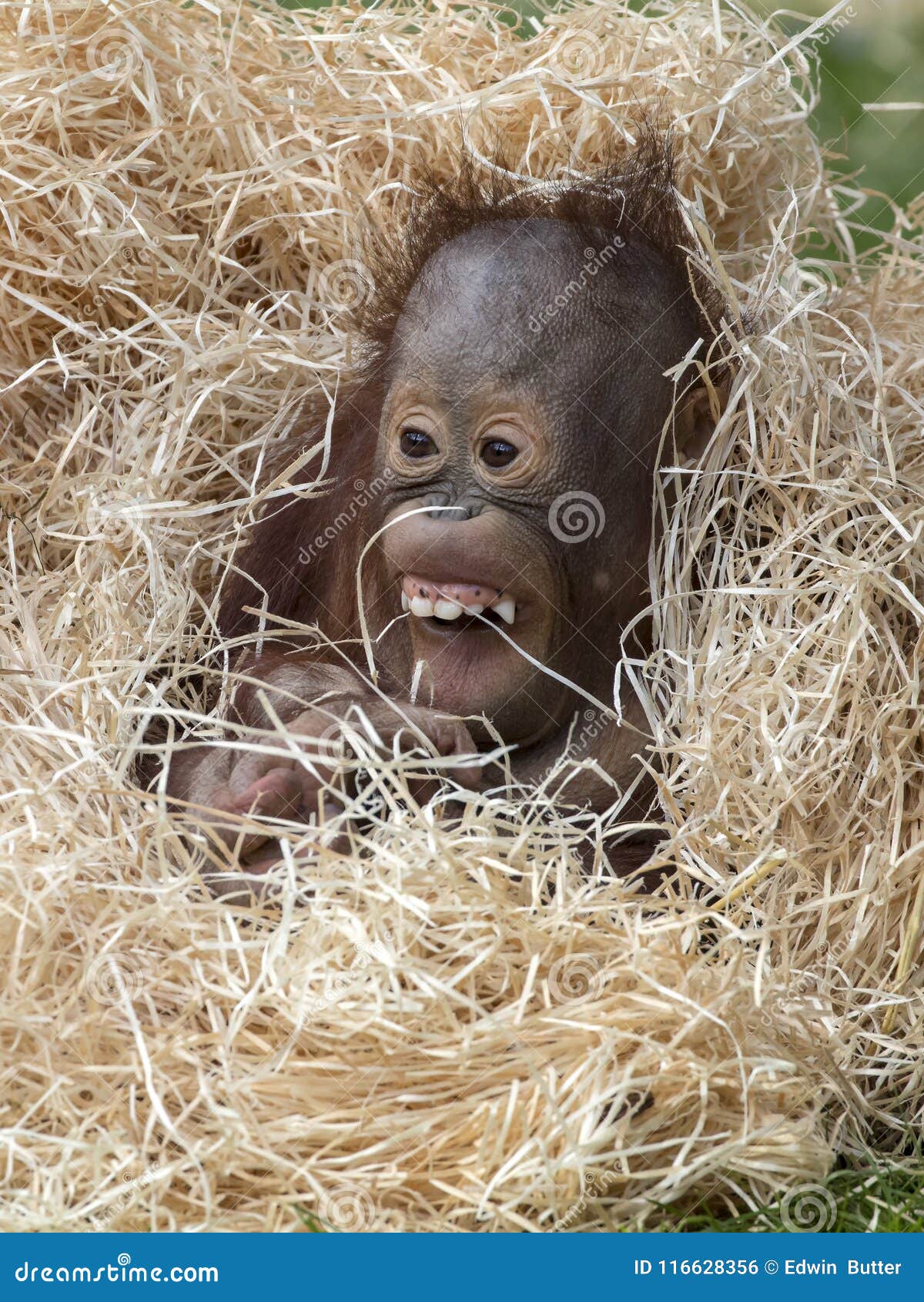 Cute Orangutan baby stock photo. Image of small, adorable - 116628356
