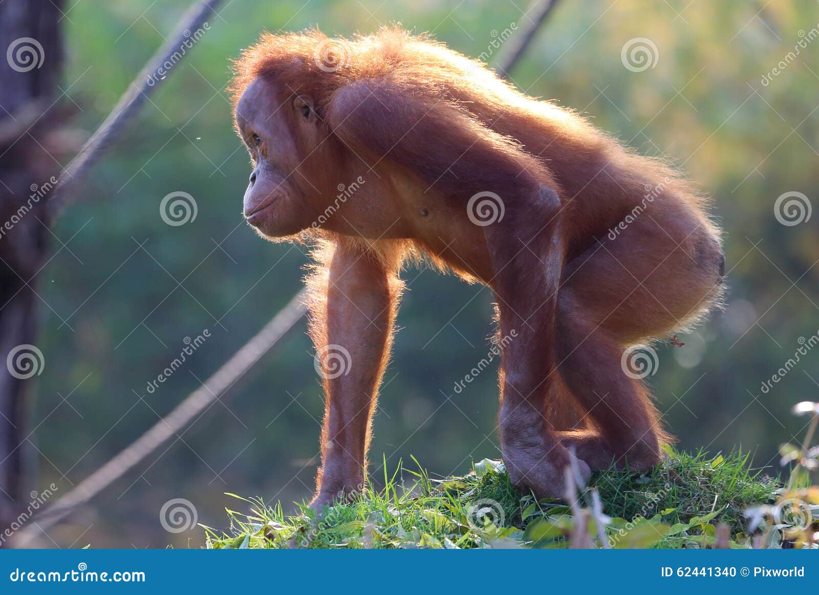 Cute orangutan stock photo. Image of lonely, eating, lazy - 62441340
