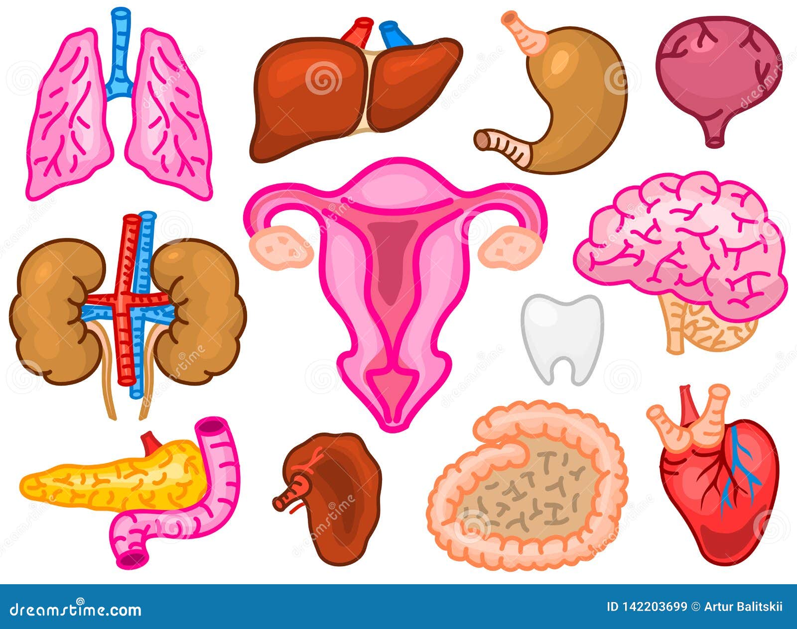 Cute Organs Cartoon Vector | CartoonDealer.com #59780219 Cute Organs Cartoon Vector | CartoonDealer.com #59780219