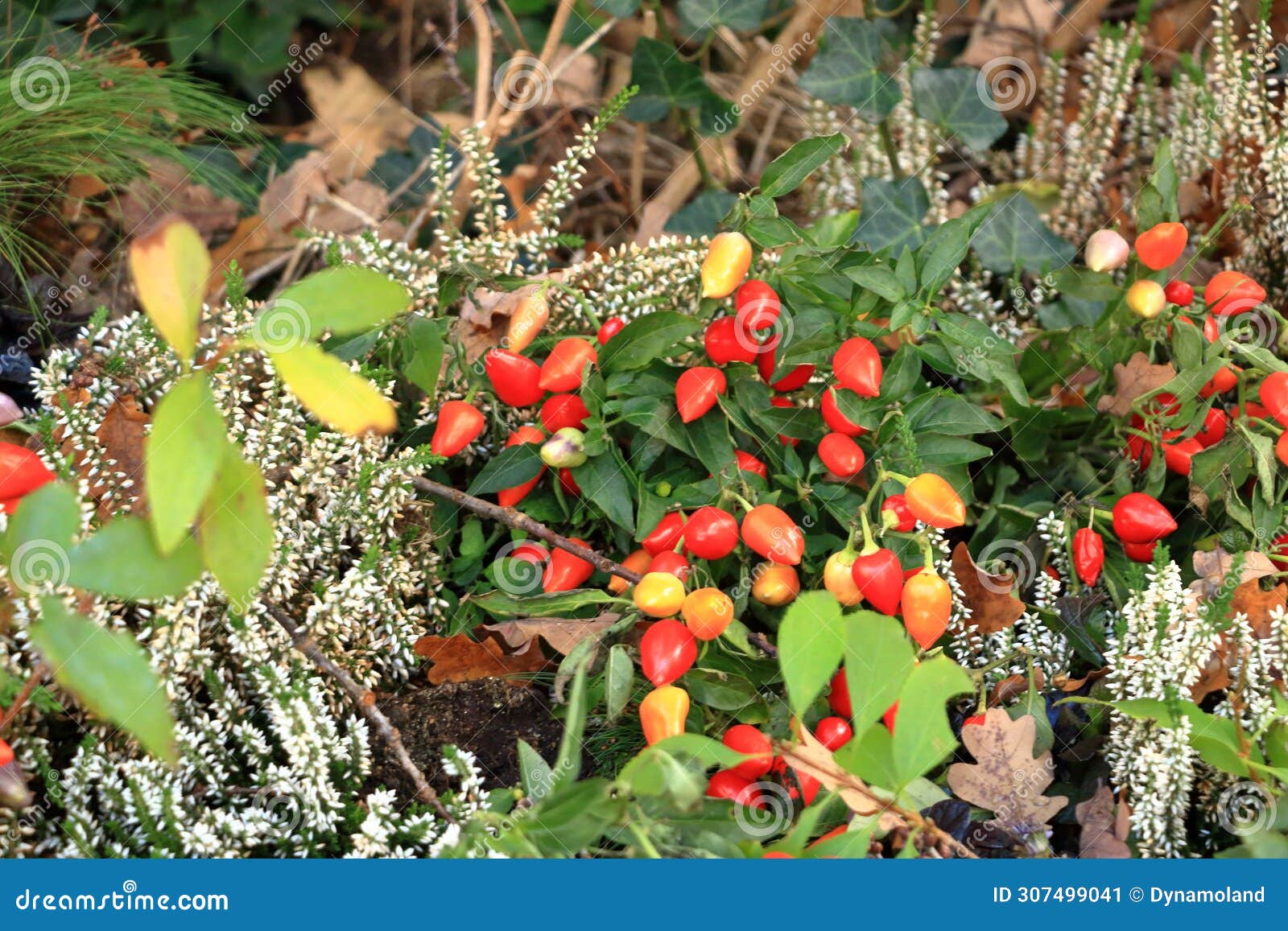 Cute Ornamental Pepper in Vegetable Garden (Capsicum Annuum Stock Image ...