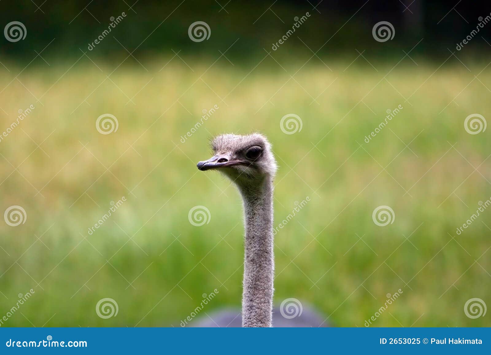 Cute Ostrich face stock image. Image of neck, face, life - 2653025