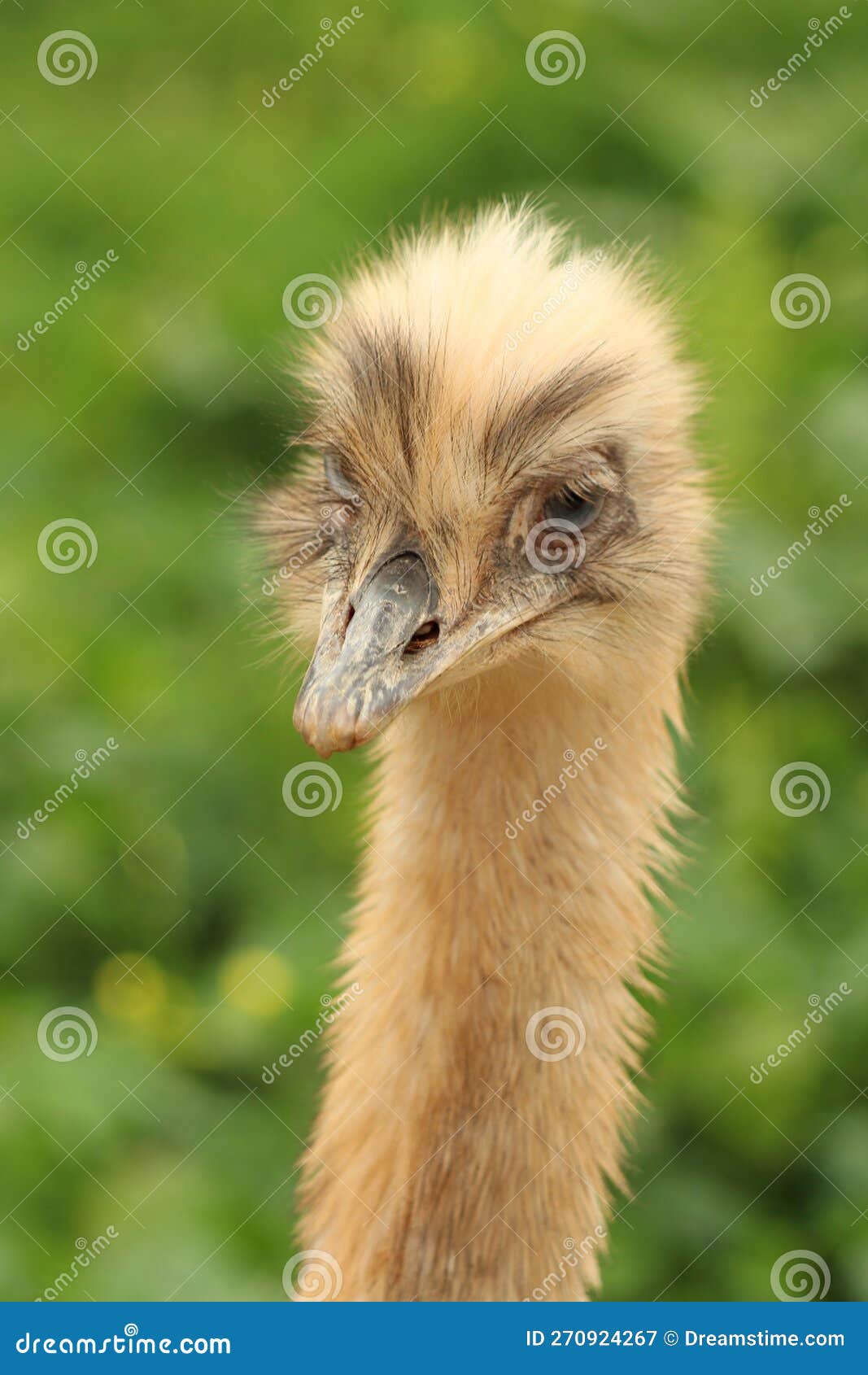 Ostrich stock image. Image of cute, beak, neck, ostrich - 270924267