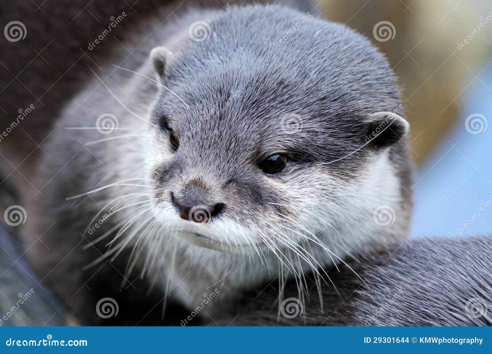 Cute otter stock photo. Image of endangered, ocean, nature - 29301644