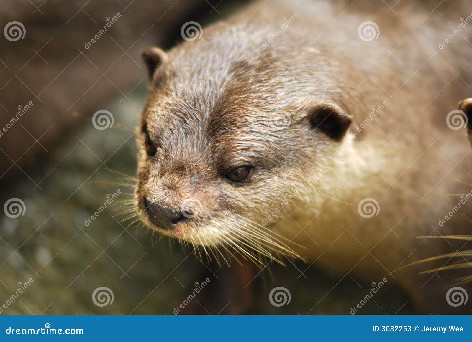 Cute Otter Picture. Image: 3032253