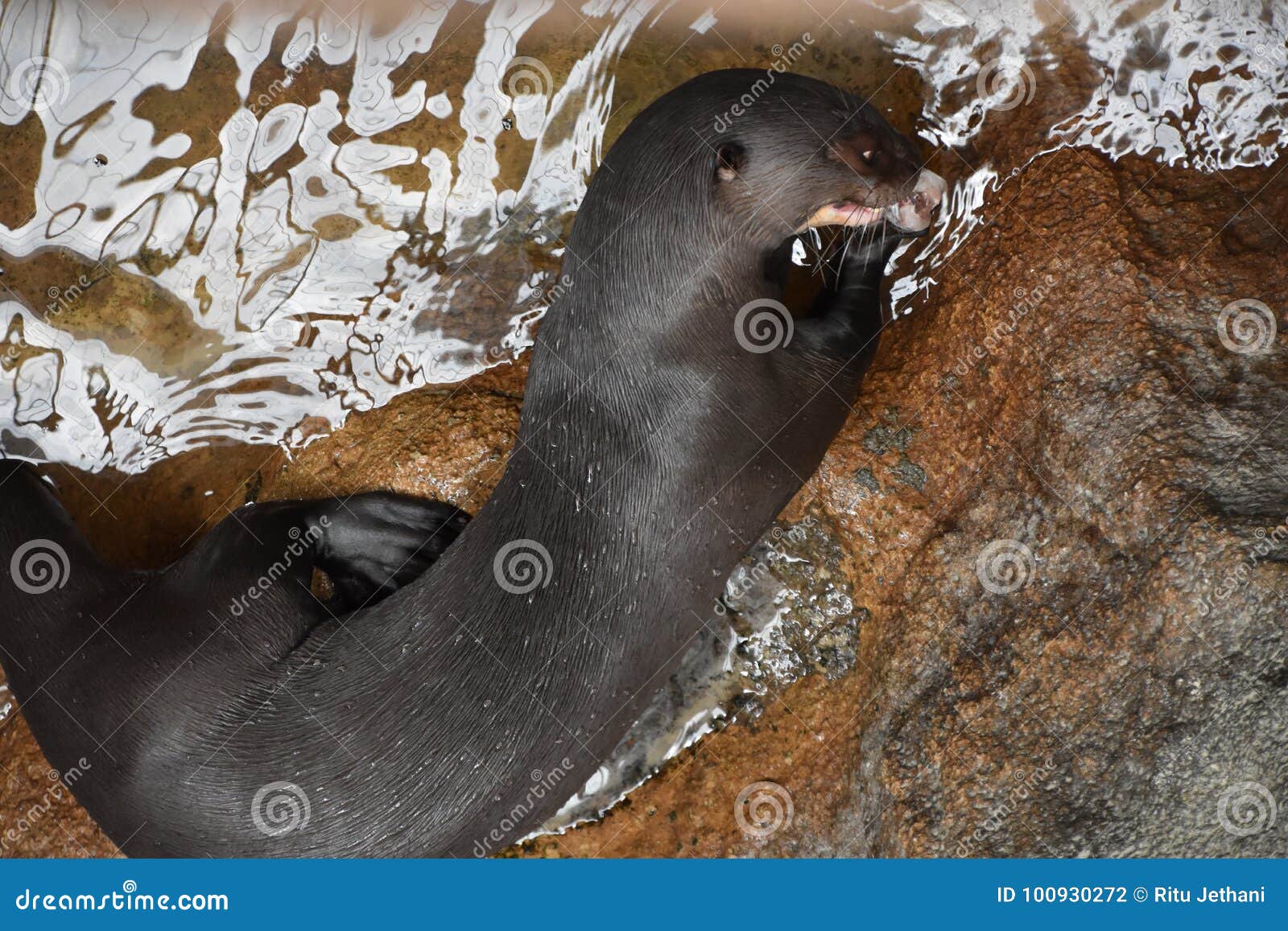 Cute Otter stock photo. Image of lutra, face, funny - 100930272