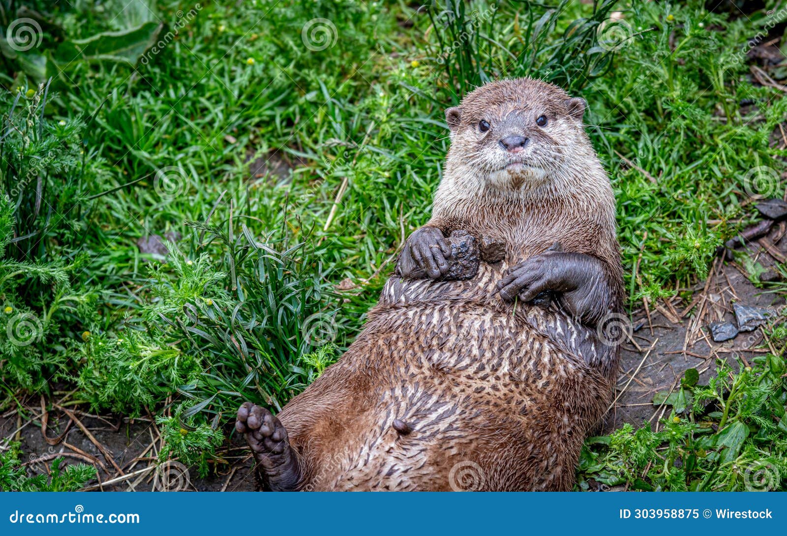 Cute Otter (Lutrinae) Resting Outdoors on a Blurry Background Stock ...