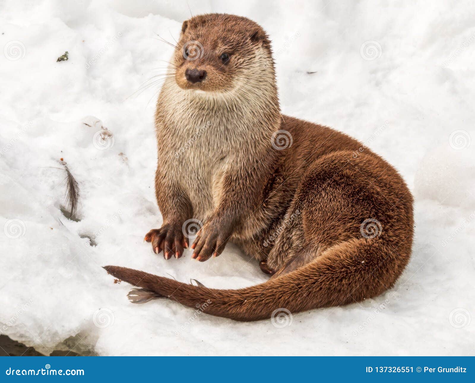 Cute otter sitting in snow stock image. Image of snow - 137326551