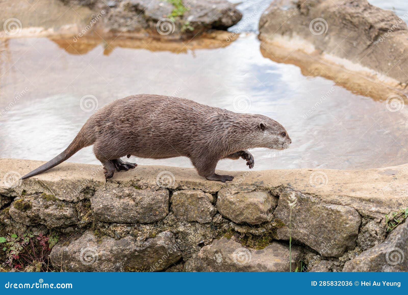 Cute Otter Walking Along the Pool Side Stock Photo - Image of furry ...