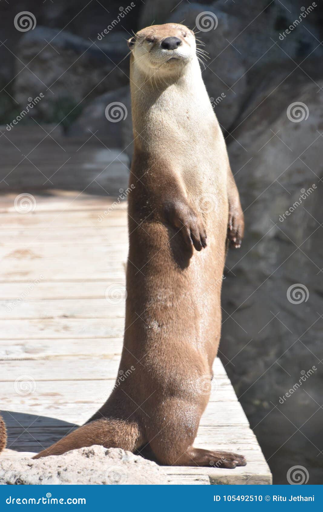 Cute Otter stock photo. Image of california, monterey - 105492510