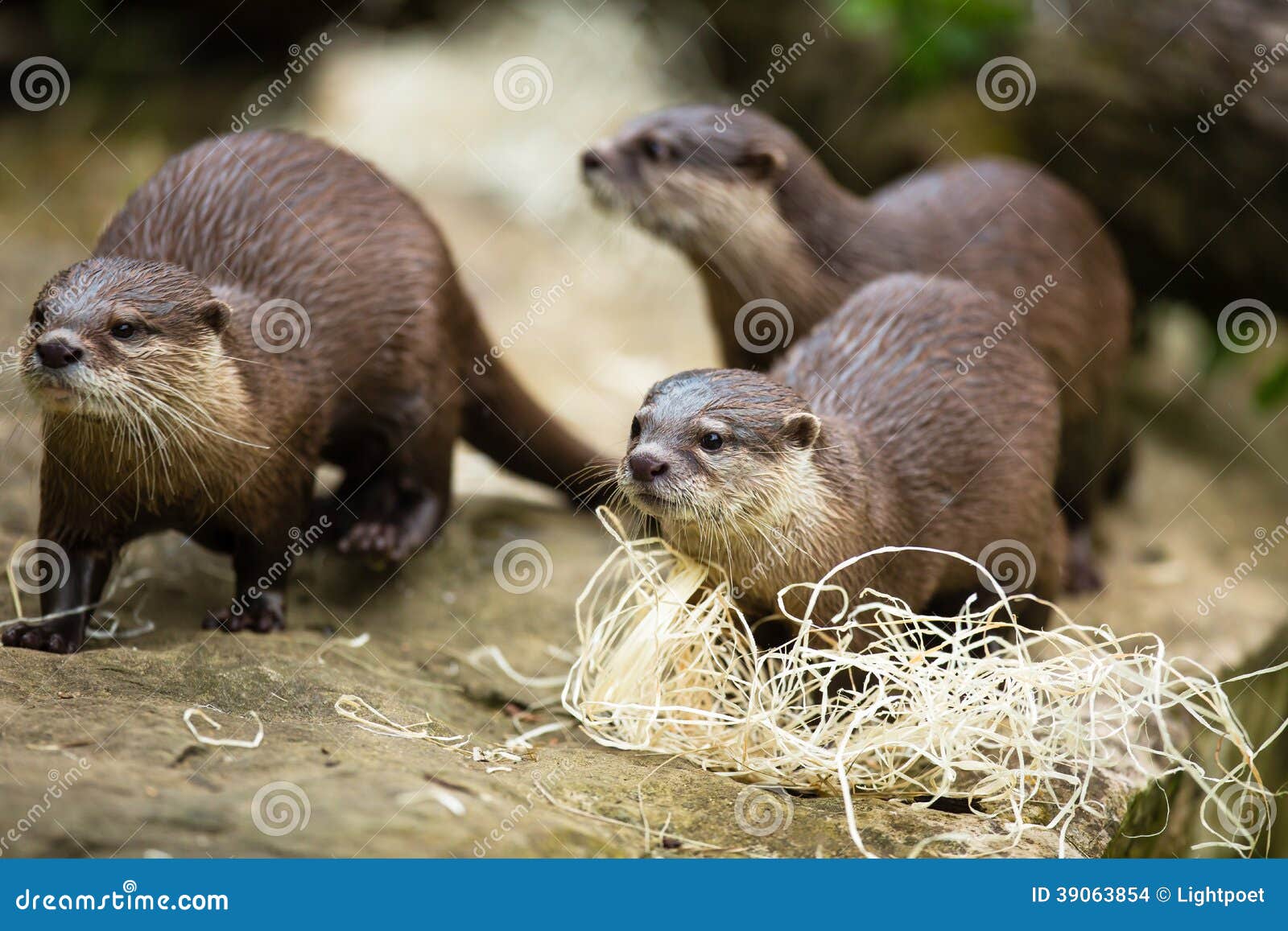 Cute Otters - Eurasian Otter Stock Photo - Image of head, lutra: 39063854