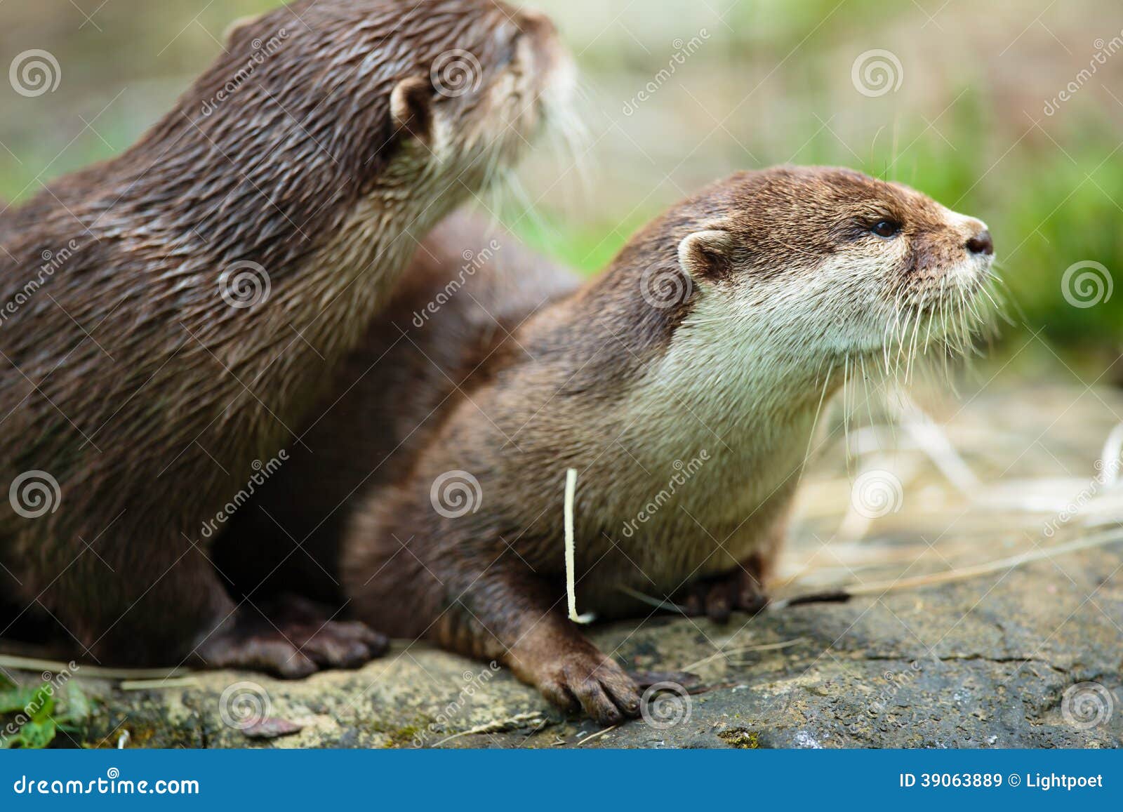 Cute Otters - Eurasian Otter Stock Image - Image of head, mammal: 39063889
