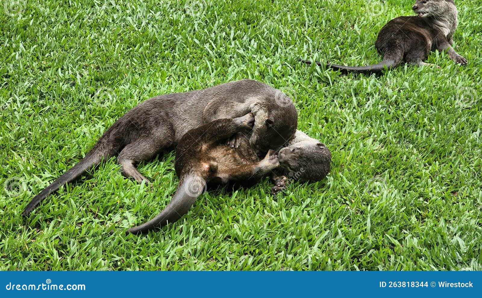 Cute Otters Playing in the Yard Lying on the Ground Stock Photo - Image ...
