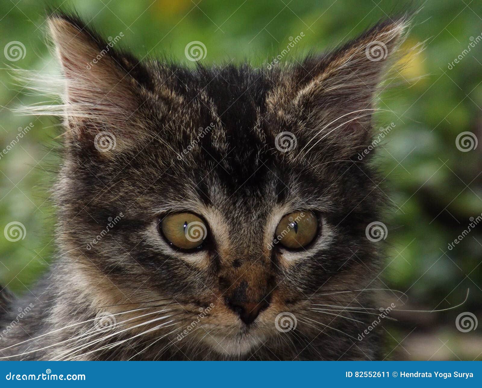 Cute overload stock image. Image of overload, rascals - 82552611