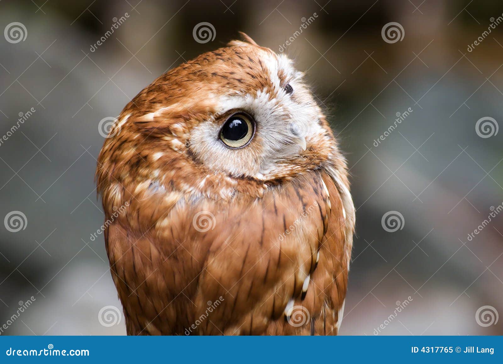 Cute Owl stock image. Image of beak, beaks, plumage, morph - 4317765