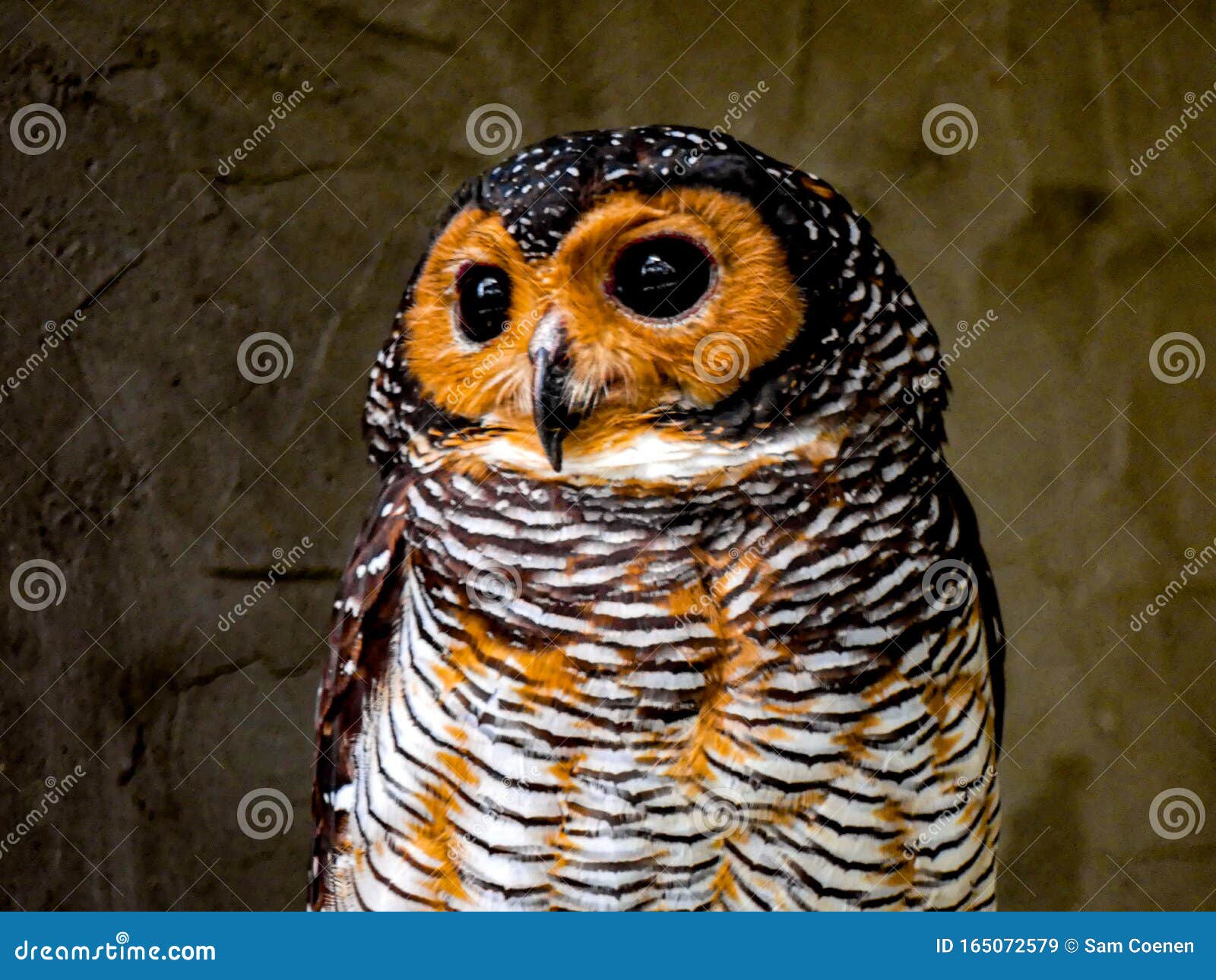 Cute Owl Orange Bird Malaysia Stock Image - Image of malaysia, bird ...