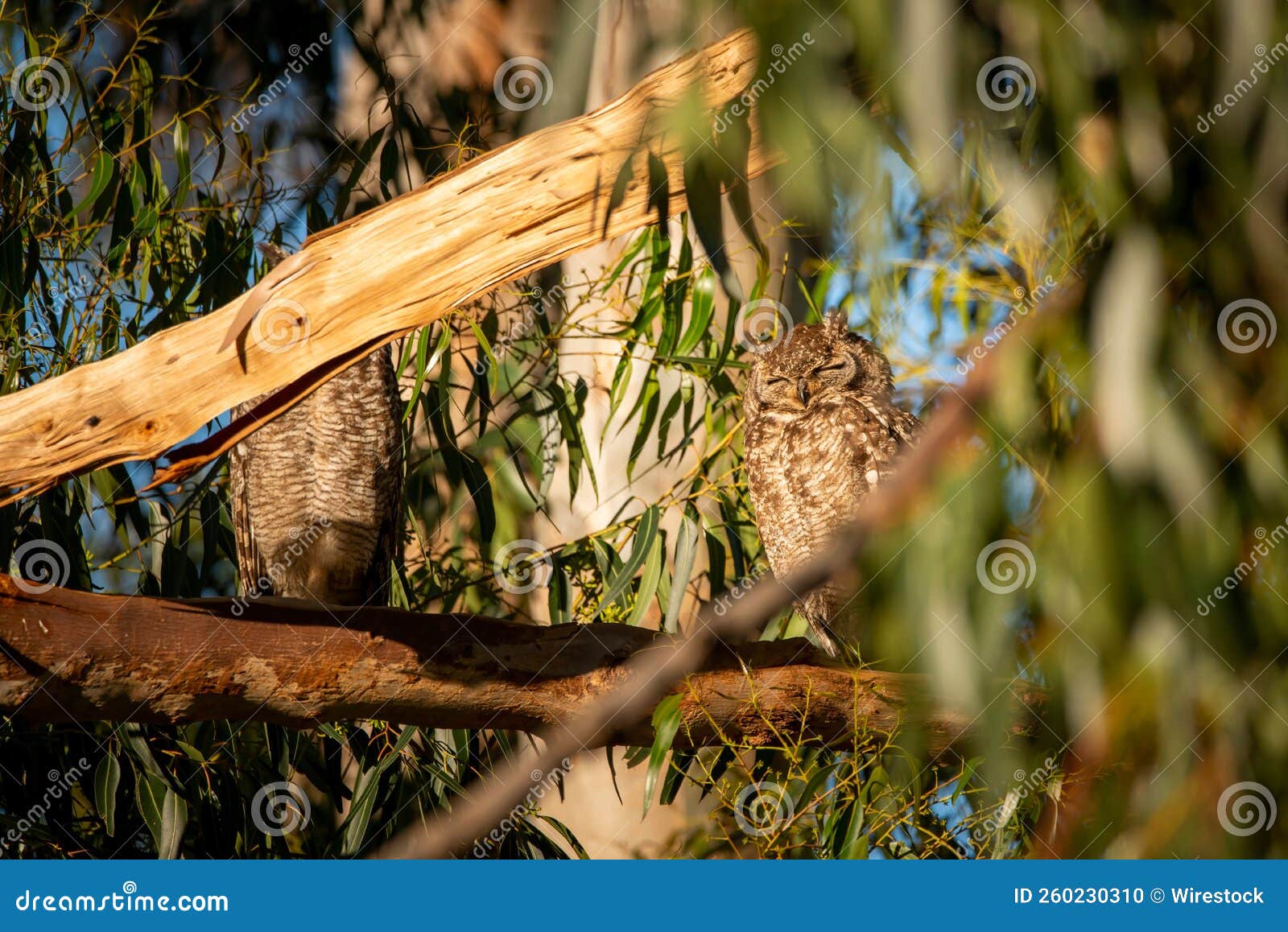 Cute Owls Perched on a Tree during the Daytime Stock Photo - Image of ...
