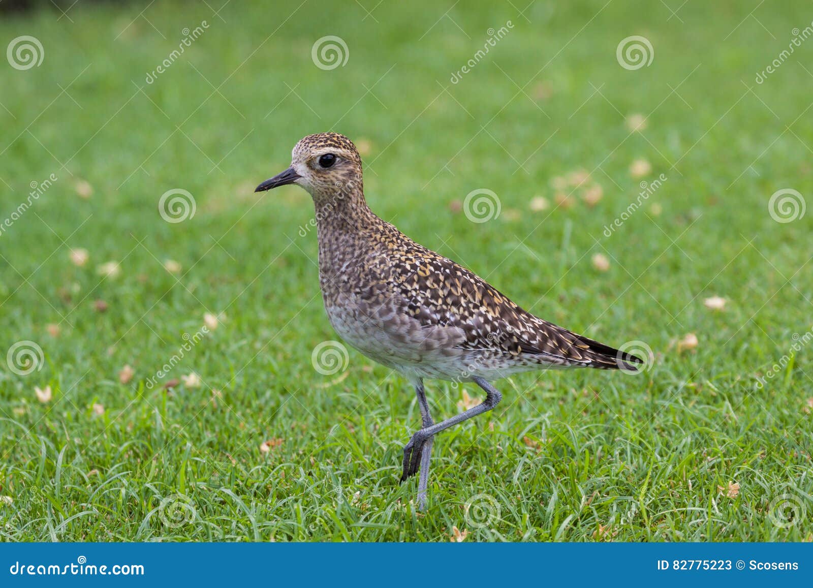 Cute Pacific Golden Plover stock image. Image of bird - 82775223
