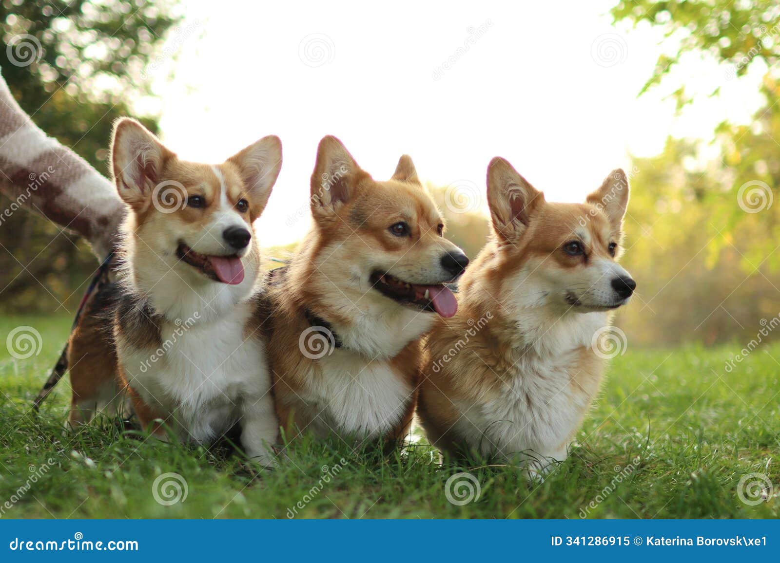 Cute Pack of Welsh Corgis Enjoying a Walk in the Park at Sunset Stock ...