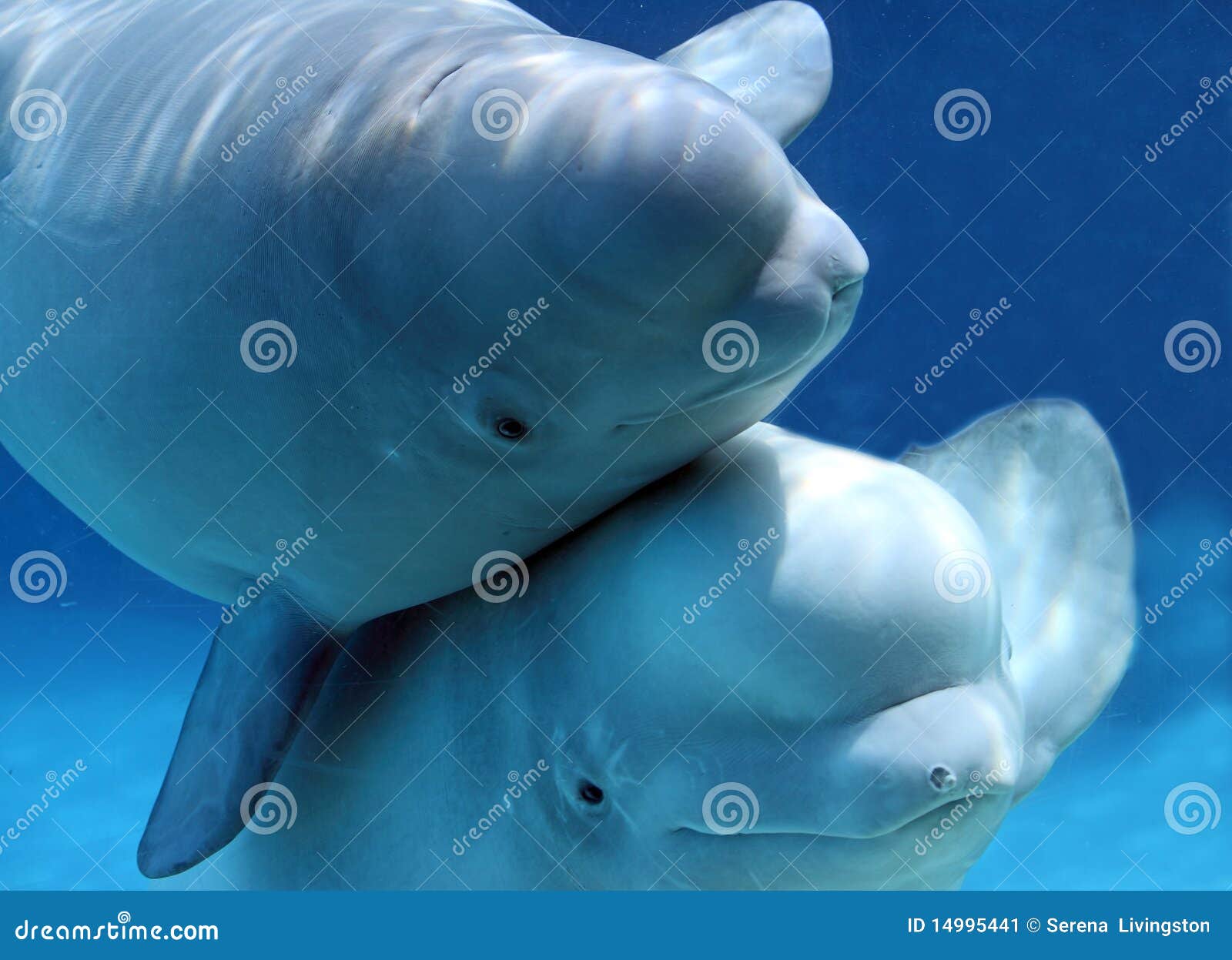 Cute Pair Of Beluga Whales Stock Image - Image: 14995441