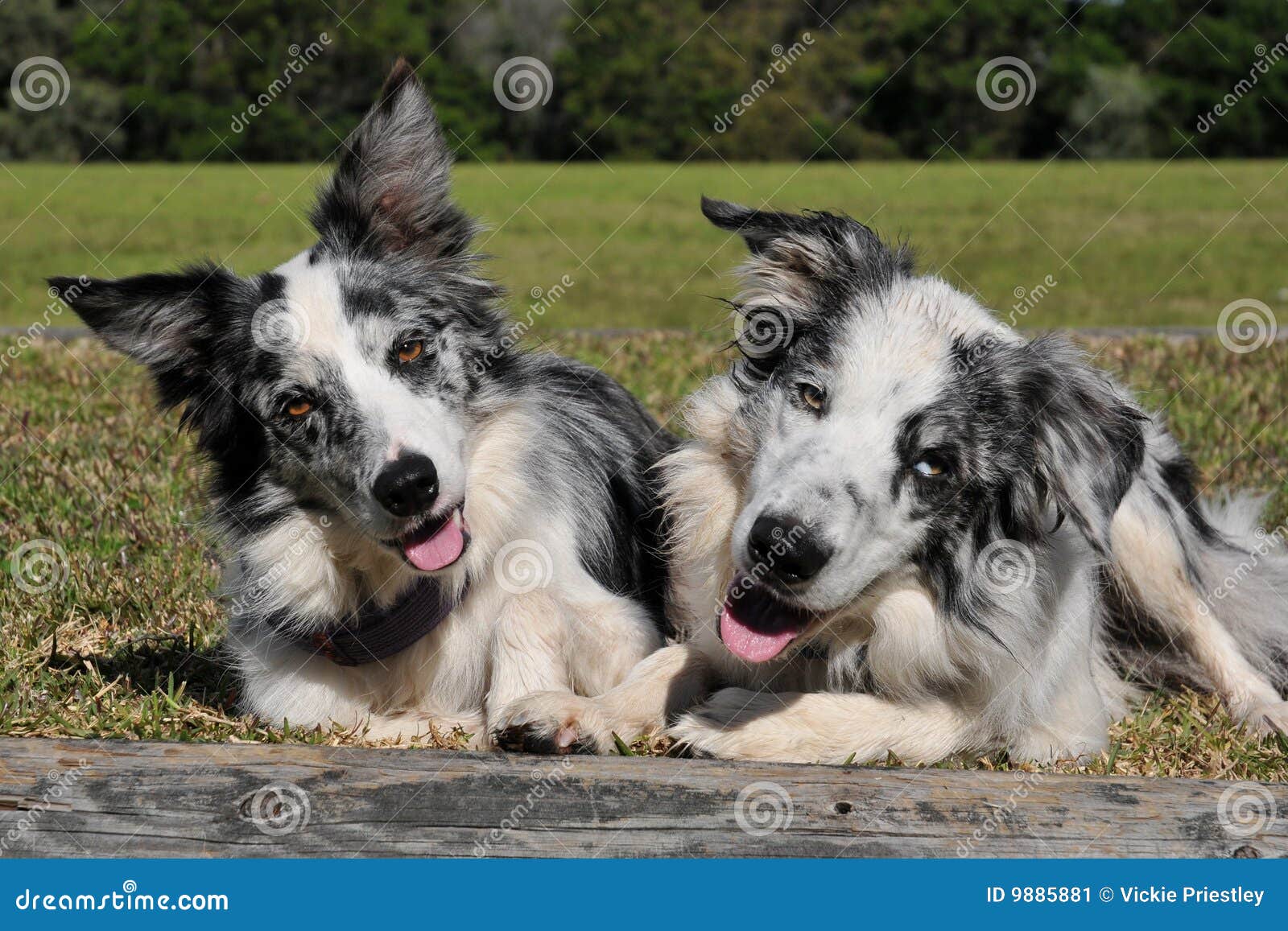 Cute pair of dogs stock image. Image of blue, pets, tilted - 9885881