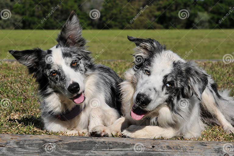 Cute pair of dogs stock image. Image of blue, pets, tilted - 9885881