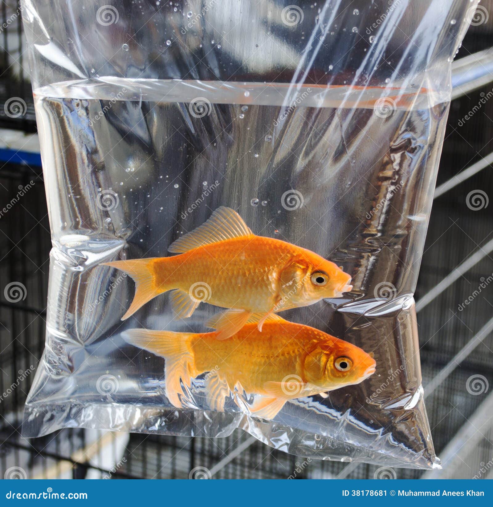 Cute pair of fish stock image. Image of pets, beautiful - 38178681