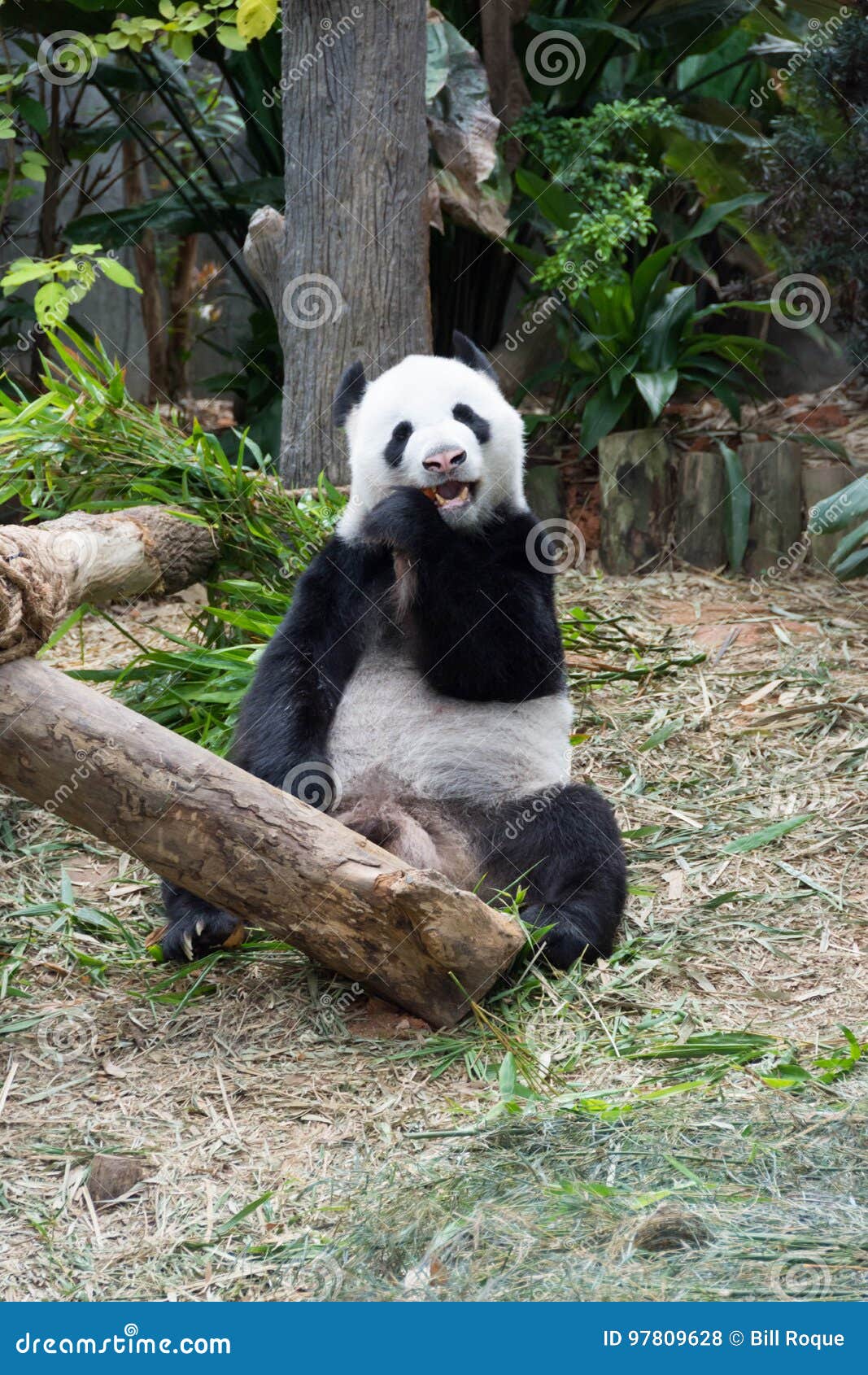 Cute panda bear eating stock photo. Image of eating, animal - 97809628